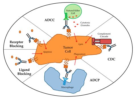 Monoclonal Antibody Cancer