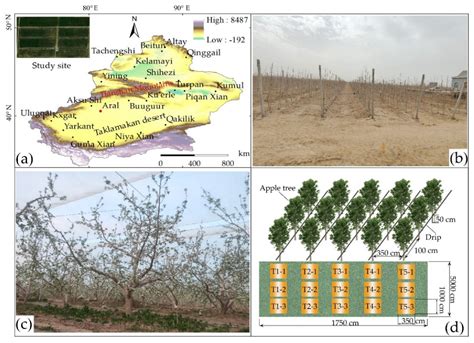 Agriculture Free Full Text Evapotranspiration Partition And Dual Crop Coefficients In Apple