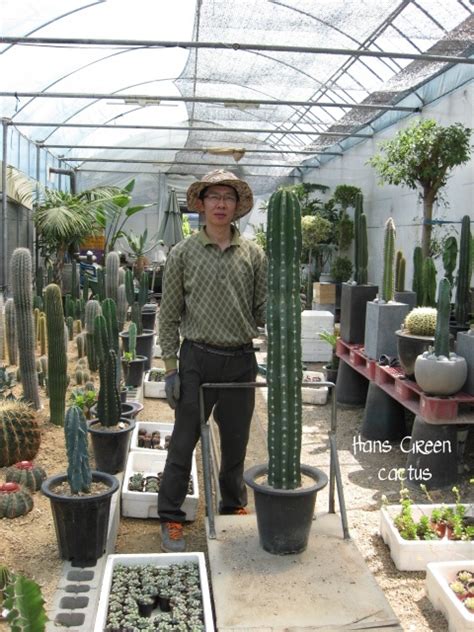 마천주 부산대형선인장 자이언트선인장 키큰선인장화분 밍크선인장 용신목 대봉룡 귀면각 네이버 블로그