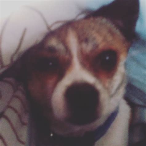 The Harlequinn Youtube