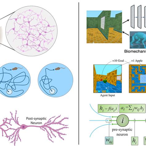 There Are Strong Parallels Between Artificial And Brain Like Learning