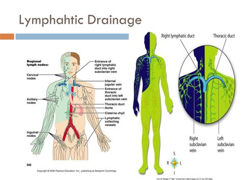 Ppt Lymphatic System Powerpoint Presentation Free Download Id 2067086