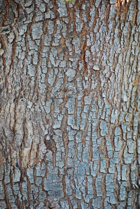 Natural Tree Bark Texture