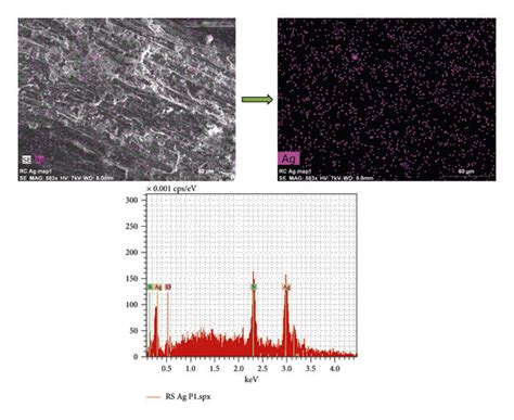Semedx Image Of Cattail Root Showing Distribution Of Ag Download
