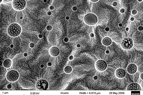Zeiss Microscopy For Polymers And Soft Materials