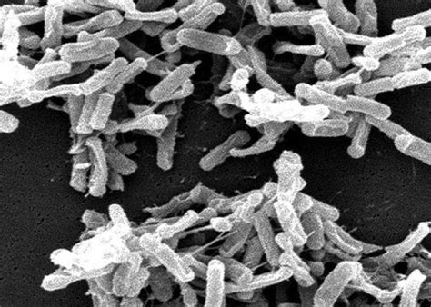 Similar Clinical Outcomes In Mild Moderate Clostridium Difficile Infection With Metronidazole