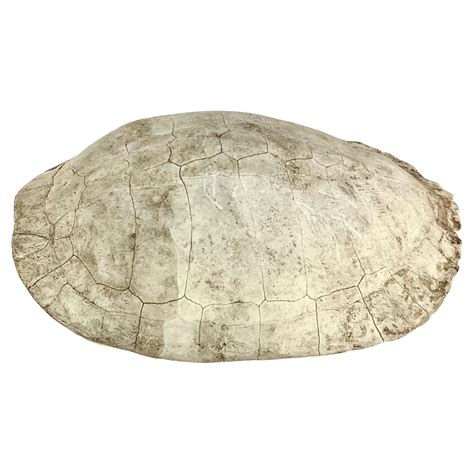Antique Turtle Shell At 1stdibs