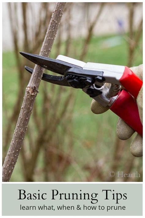 Basic Pruning Tips For A Beautiful Full And Lush Garden Artofit