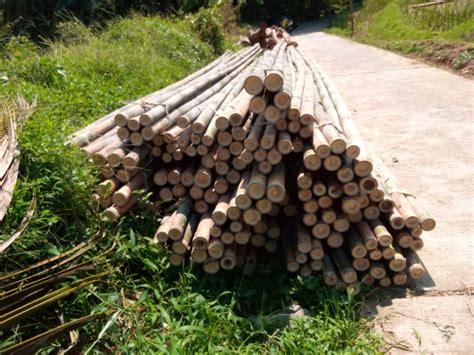 Bambu Apus 6 Meter