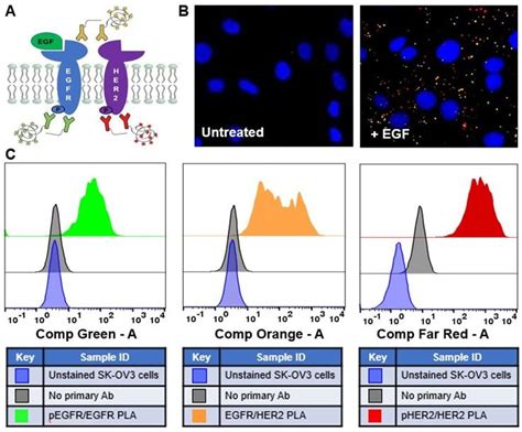 Duolink® Proximity Ligation Assay Pla Multicolor Kits For Sensitive