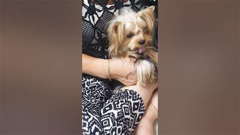 고기 뱉는 자동머신 강아지 요크셔 요키 안먹는 인형 미니 강아지 요크셔 Youtube