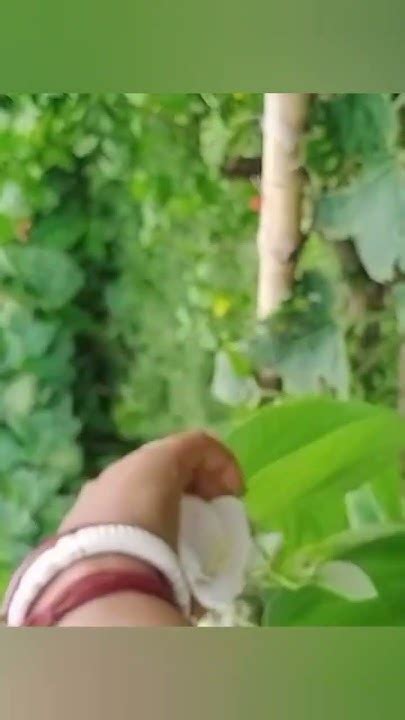 আমাদের বাগানের বক ফুল । কেমন লাগছে জানিয়ো সবাইgardening Youtube