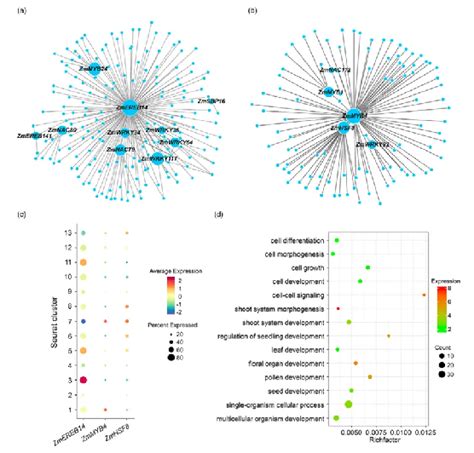 实验室沈亚欧团队鉴定控制玉米茎尖分生组织发育和产量形成的核心调控因子 四川农业大学西南作物基因资源发掘与利用国重实验室