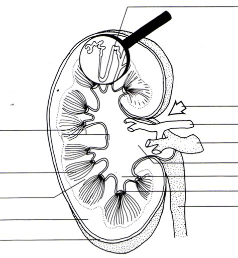 Nephron Diagram Quiz