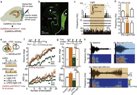 Entorhinal Principal Neurons Mediate Brain Stimulation Treatments For Epilepsy Pmc