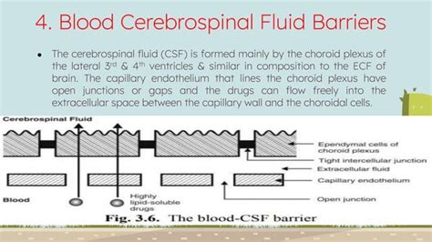 Physiological Barriers To Diffusion Of Drugs Pptx