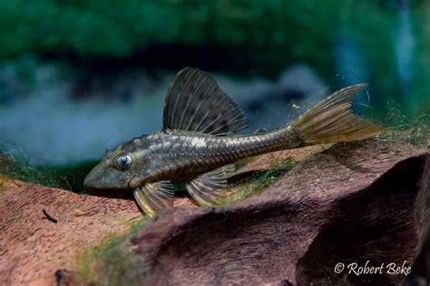 Blue Eyed Redfin Pleco L137
