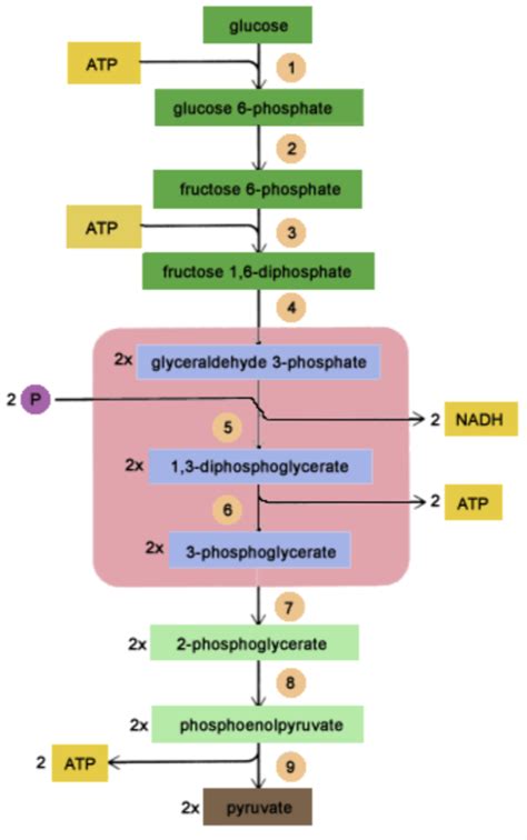 Glycolysis Diagram Quizlet