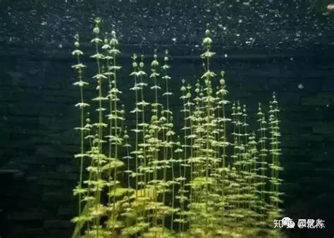 水生植物的认识 知乎
