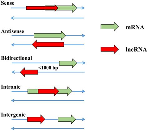 Frontiers Long Non Coding RNAs Emerging And Versatile Regulators In HostVirus Interactions