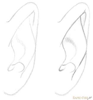 How To Draw An Ear From The Front In Steps RapidFireArt