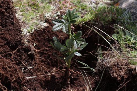 La Deforestación En La Amazonía Brasileña Se Redujo Un 679 En Abril