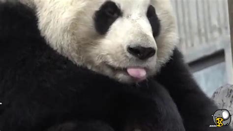 سکسکه خرس پاندا را ببینید فیلم ا‌ین ویدئو که در یک مرکز نگهداری پاندا