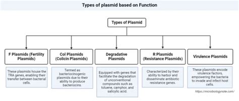 Plasmids Definition Structure Functions Examples Biology Notes Online
