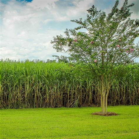 The Economic Impact Of The Sugarcane Aphid Outbreak In Texas