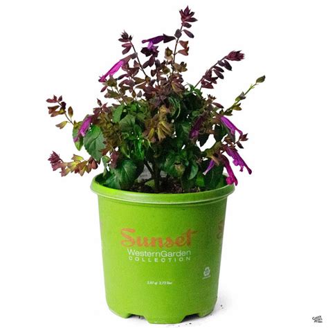 Salvia Love And Wishes — Green Acres Nursery And Supply