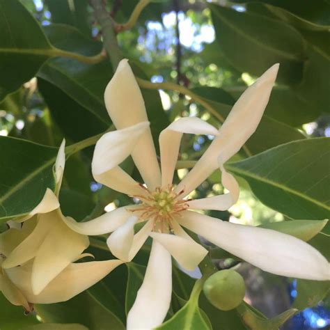 Michelia X Alba Bai Lan