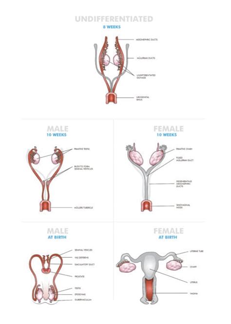 Congenital Anomalies Of The Female Genital Tract Oandg Magazine