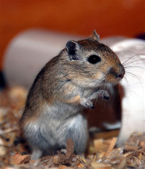 100 Free Gerbils And Hamster Images Pixabay