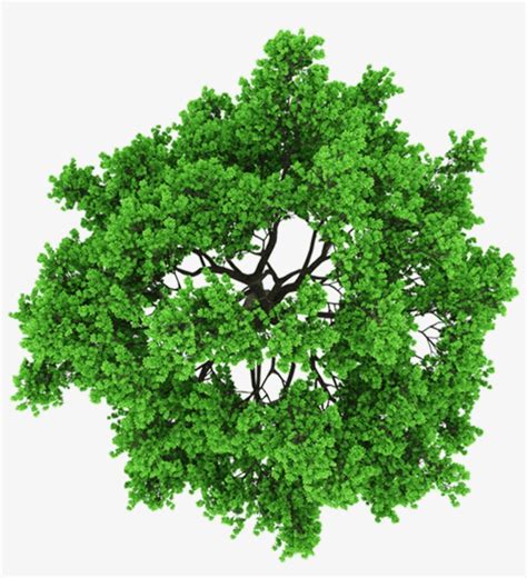 Trees From Above Png 48 Koleksi Gambar
