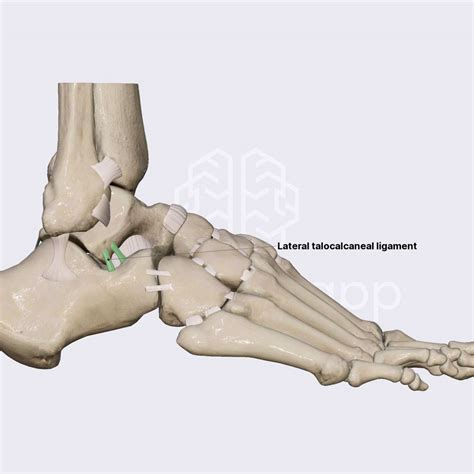 Ligaments Of Subtalar Joint Anatomy App