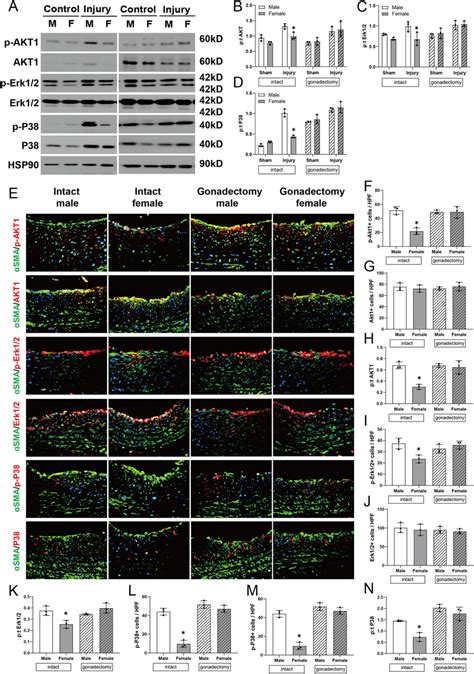 Sex Differences In Signaling Pathways After Balloon Injury A Download Scientific Diagram