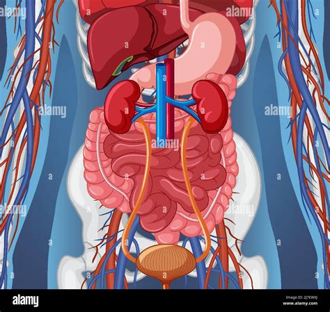 X Ray Of Human Body With Internal Organs Illustration Stock Vector