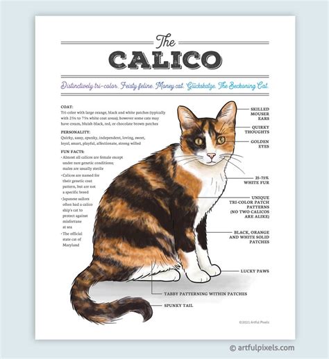 Calico Cat Art Cute Calico Cat Poster Cat Breed Artwork Etsy