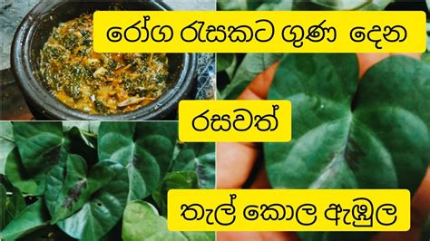 රෝග රැසකට ගුණ දෙන තැල් කොල ඇඹුල Youtube