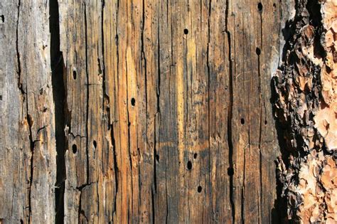 What Are The Signs Of A Sick Tree