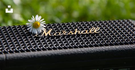 검은색 스피커 위에 앉아 있는 데이지 꽃 사진 Unsplash의 무료 꽃 이미지