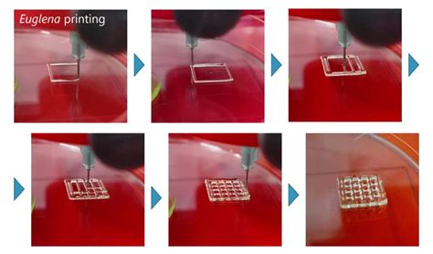 Cell Growth Of Microalgae Euglena In A 3d Bioprinted Structure Euglena Lab