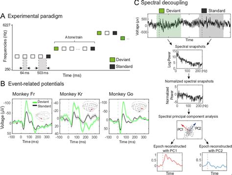 Experimental Design Classical Erp And Spectral Decoupling Analysis