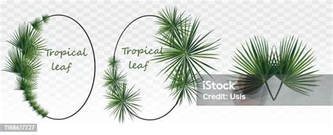 컬렉션 열대 이국적인 야자수 잎입니다 투명 한 배경에 고립 된 열대 야자수 잎 텍스트에 대한 복사 공간이있는 3d 사실적인