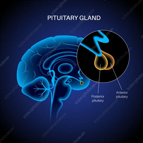 Pituitary Gland Anatomy Illustration Stock Image F036 3720 Science Photo Library