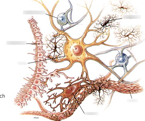 Diagram Of Neurolemma Diagram Quizlet