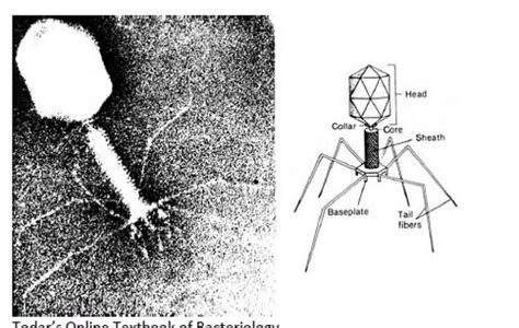 PVCC Bio150 Lab Exam 3 Flashcards Quizlet