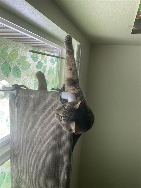 Window Perch Dangles R Danglers