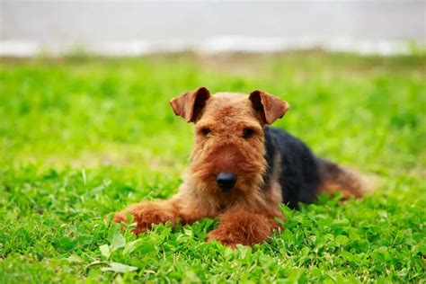 Airedale Behavior Problems Causes And How To Deal With Them