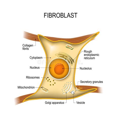 Structure Of Fibroblast Cells Stock Vector Illustration Of Collagen Scientific 49719848